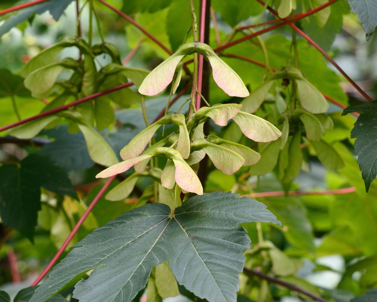 Sycamore care and growing guide: tips for these large trees | Gardeningetc