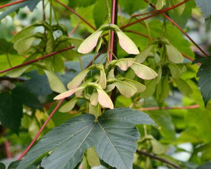Sycamore care and growing guide: tips for these large trees | Gardeningetc