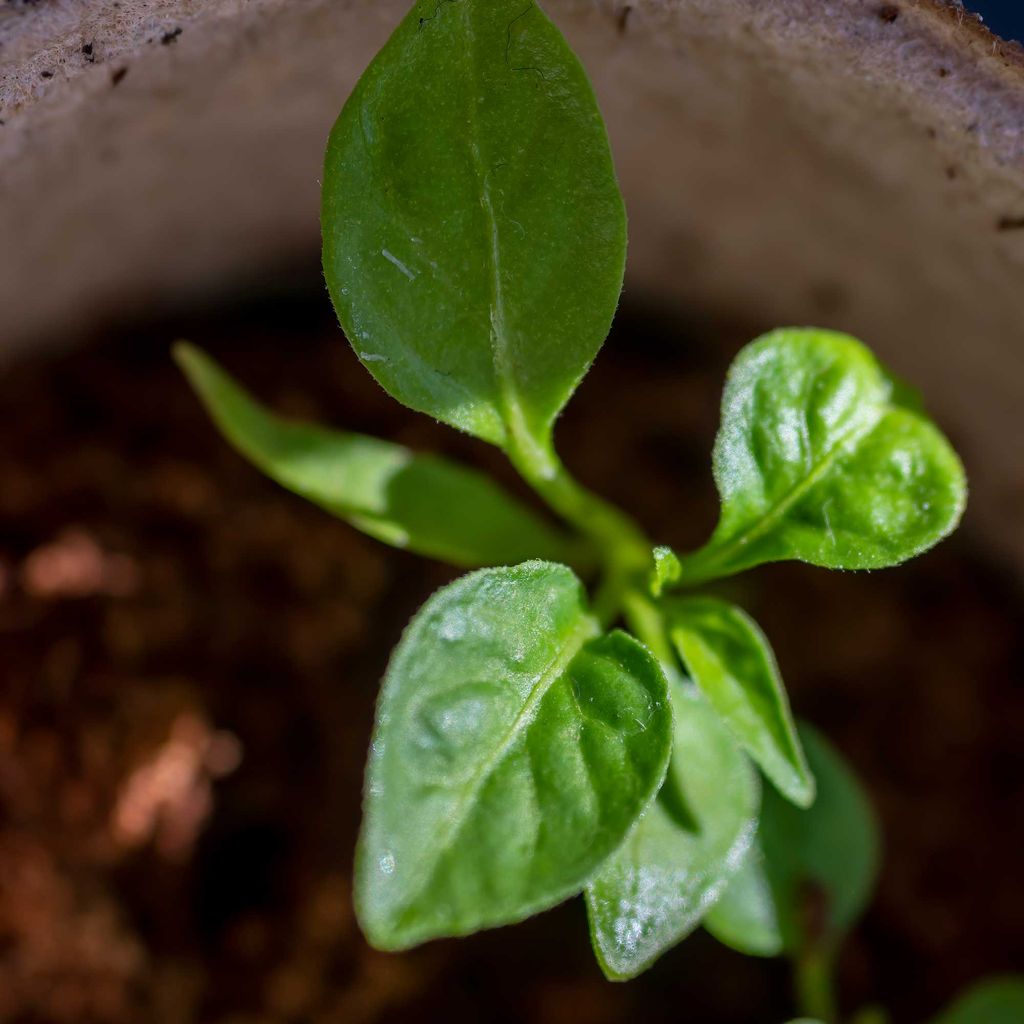 How to grow peppers in pots: a simple beginner's guide | Ideal Home