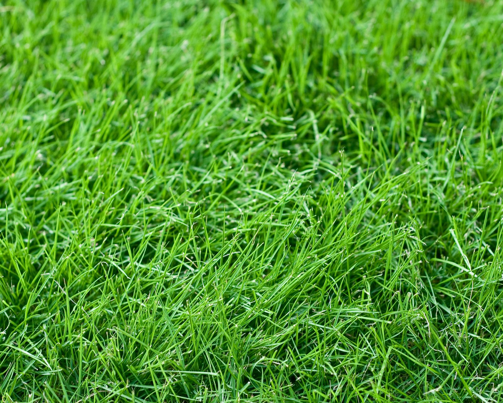 4 Types Of Full Shade Grass That Thrive In Dark Corners | Gardening ...