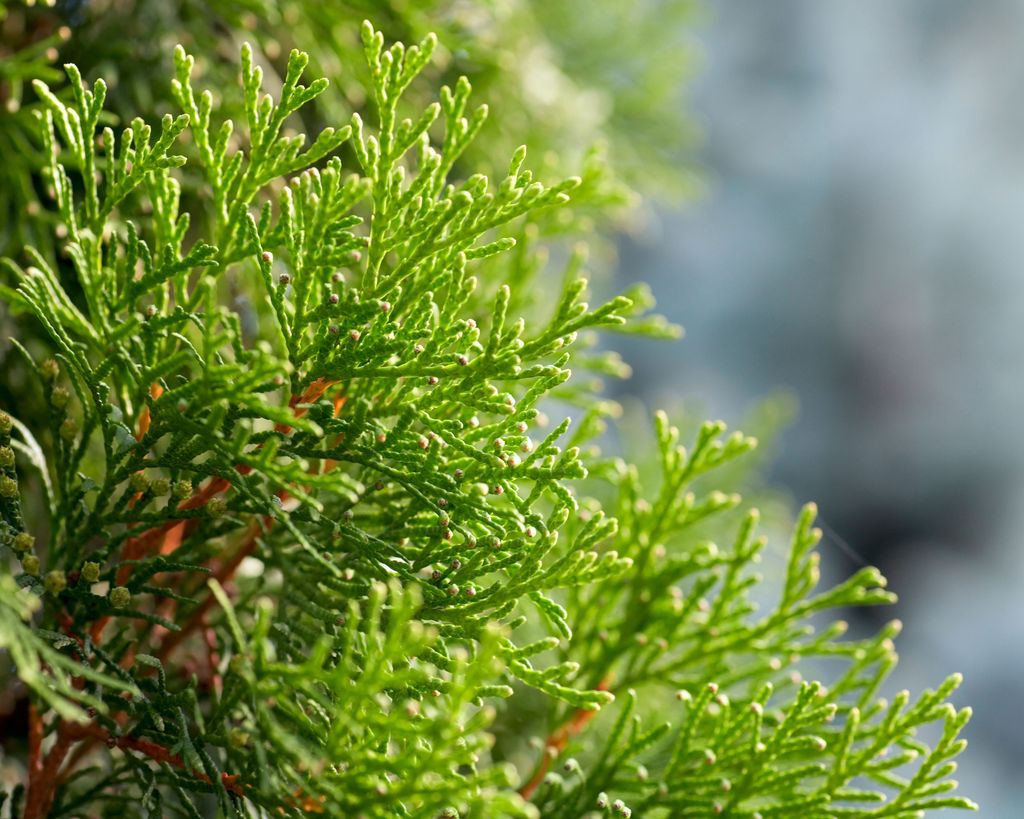 The best living fence plants, according to experts | Gardeningetc