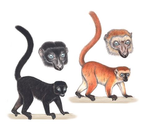 Image Gallery: 25 Primates in Peril | Live Science