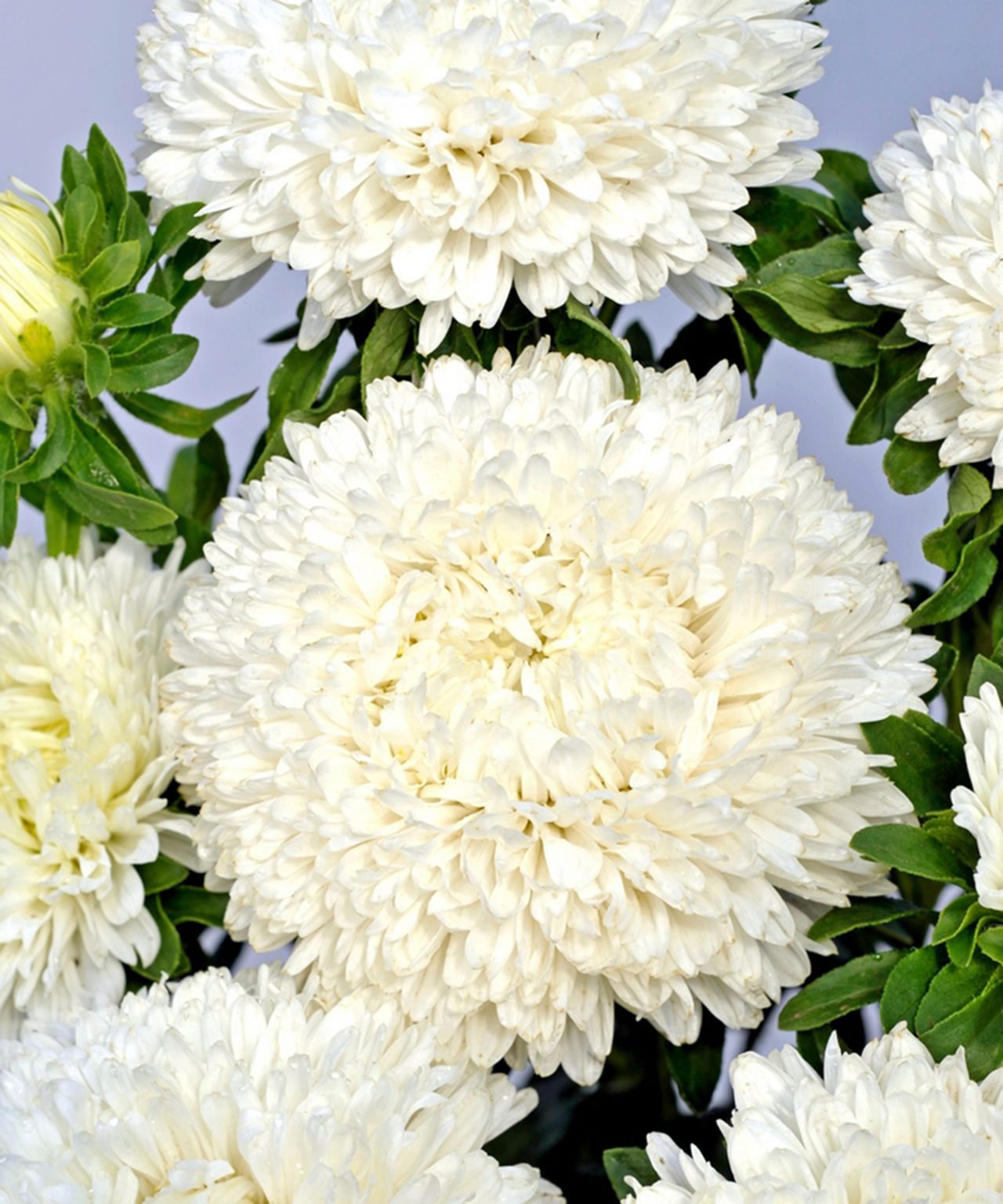 Types of asters: 15 beautiful varieties to try | Gardeningetc
