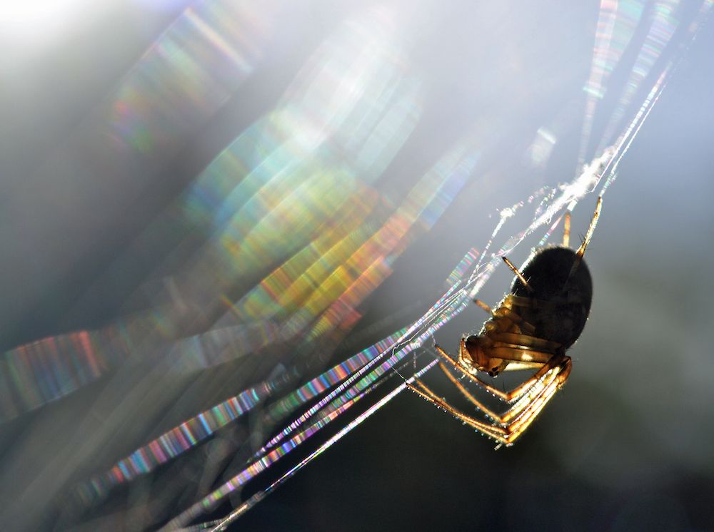 Arachtober in Action: Amazing Photos of Spiders from Around the World ...