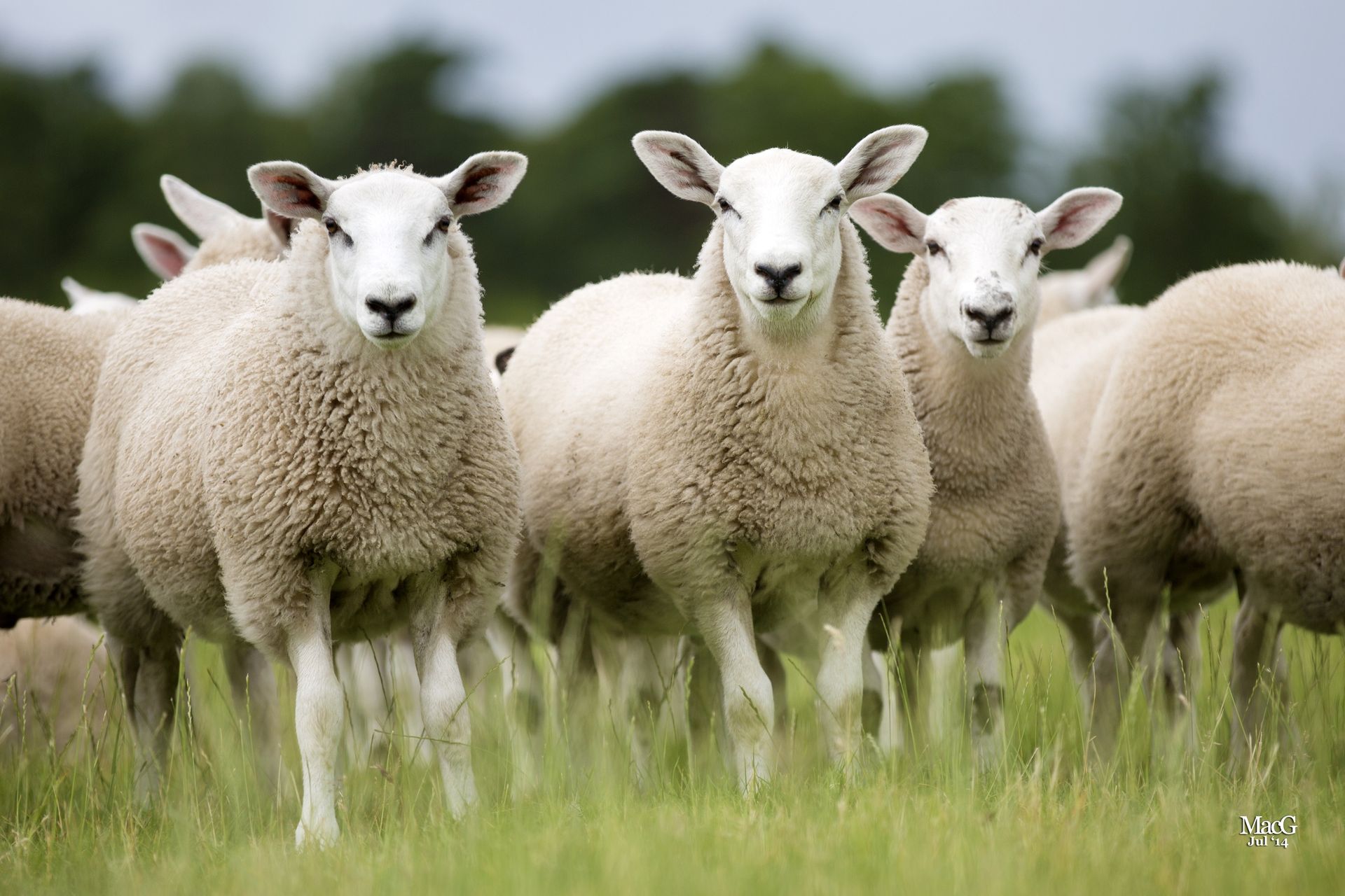 'Green sheep' on the way as Scottish scientists set out to breed more ...