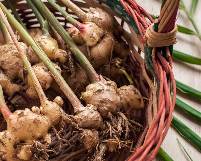 How to grow ginger: expert tips for this cooking ingredient | Gardeningetc