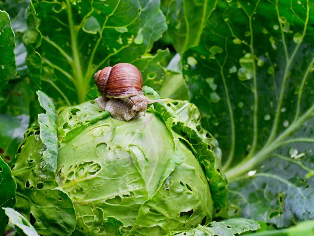 Cruciferous Vegetables Guide – What Gardeners Need To Know | Gardening ...