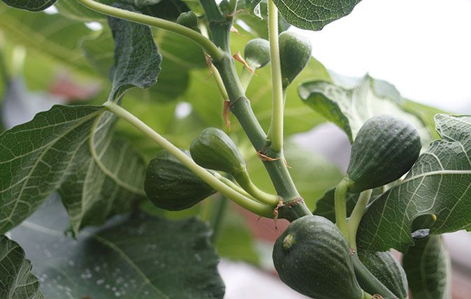 Jason Goodwin: 'It would seem that dirt isn’t merely survivable: it’s ...