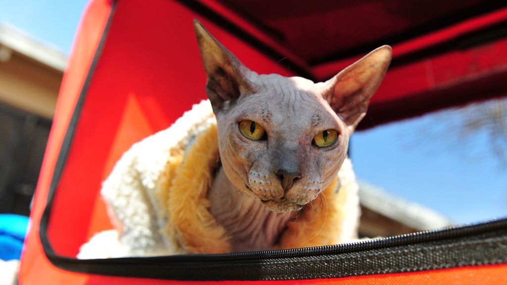8 bald and beautiful hairless cat breeds | PetsRadar
