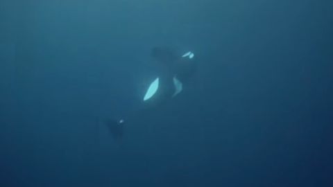 Dying orca's final moments after 'desperate' effort to stay afloat ...