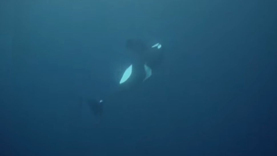Dying orca's final moments after 'desperate' effort to stay afloat ...