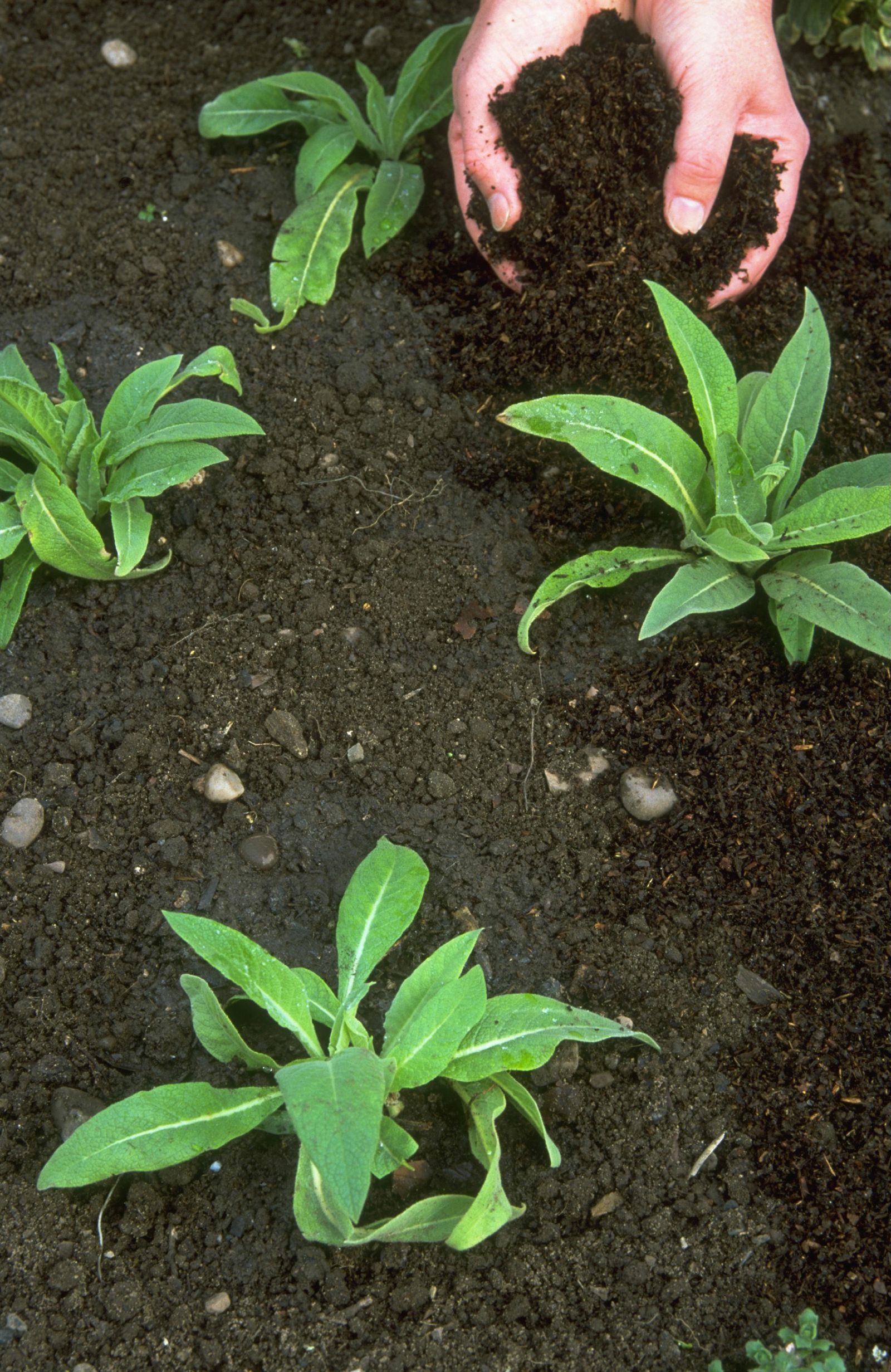 Rewilding: how to rewild your garden in 10 easy steps | Gardeningetc