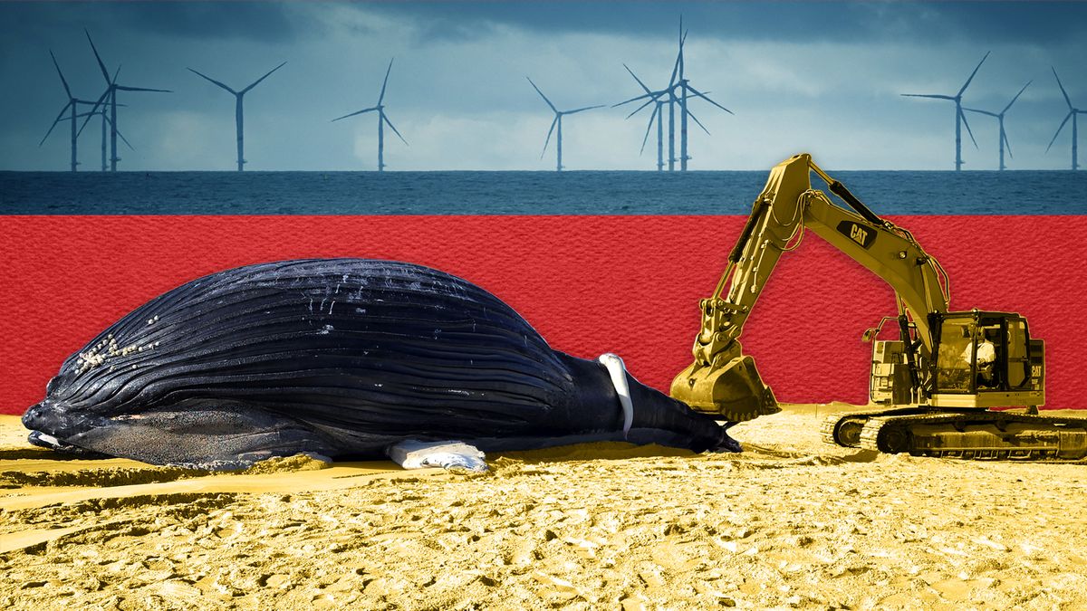 How offshore wind projects came to be wrongly blamed for whale deaths ...