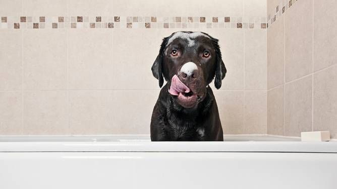 Why do dogs hate baths? 6 top tips for cleaning your canine without stress | PetsRadar