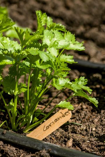 How to grow cilantro: tips on sowing, growing and harvesting this ...