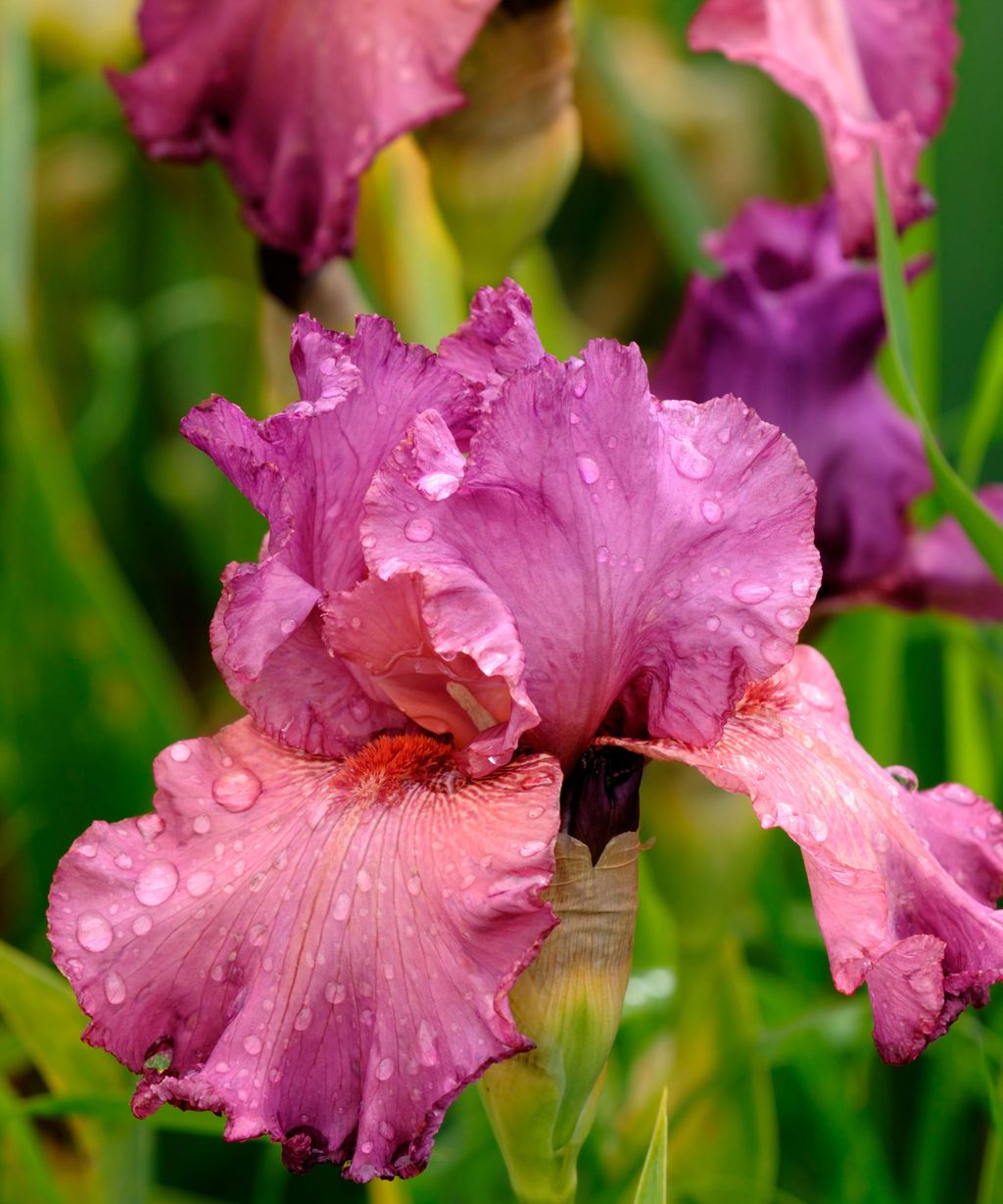 Best bearded iris varieties: 12 stunning types to try | Homes and Gardens