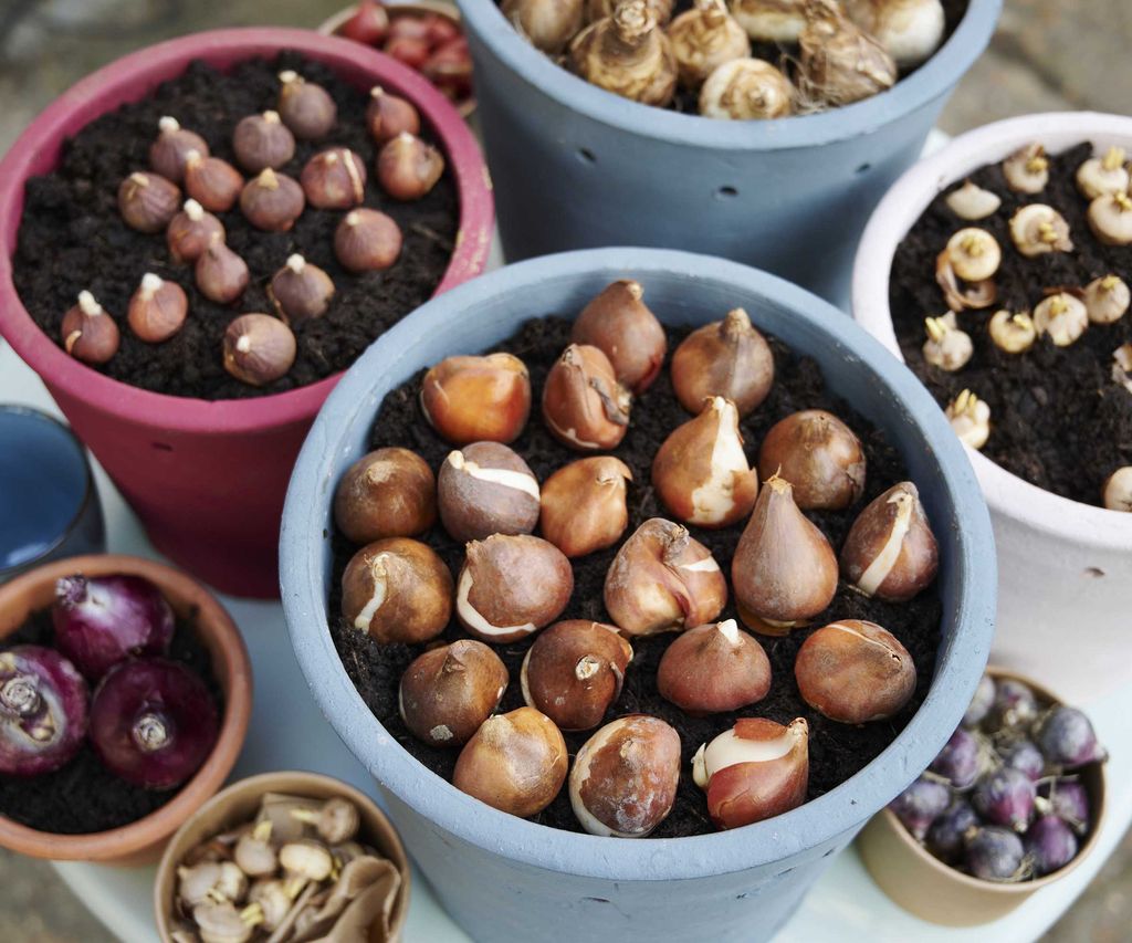Can you plant bulbs in January? Experts reveal | Homes and Gardens