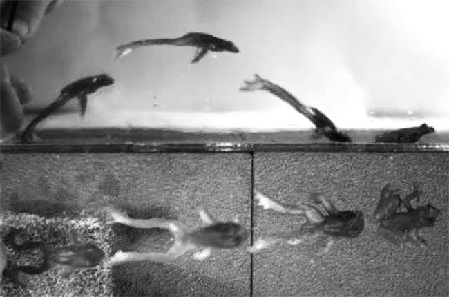 40 Freaky Frog Photos | Images of Frogs | Amphibian Pictures: Page 3 ...