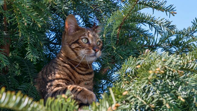 Wild cat breeds: 20 cats with exotic roots | PetsRadar