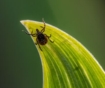 Best way to kill ticks in your yard: 5 expert methods | Homes and Gardens