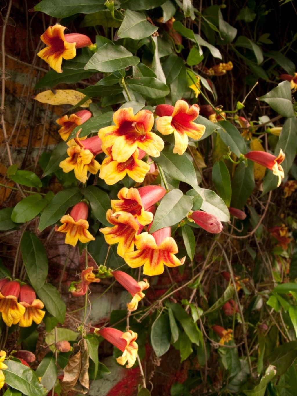Crossvine Growing Conditions - Learn About The Care Of Crossvine Plants ...