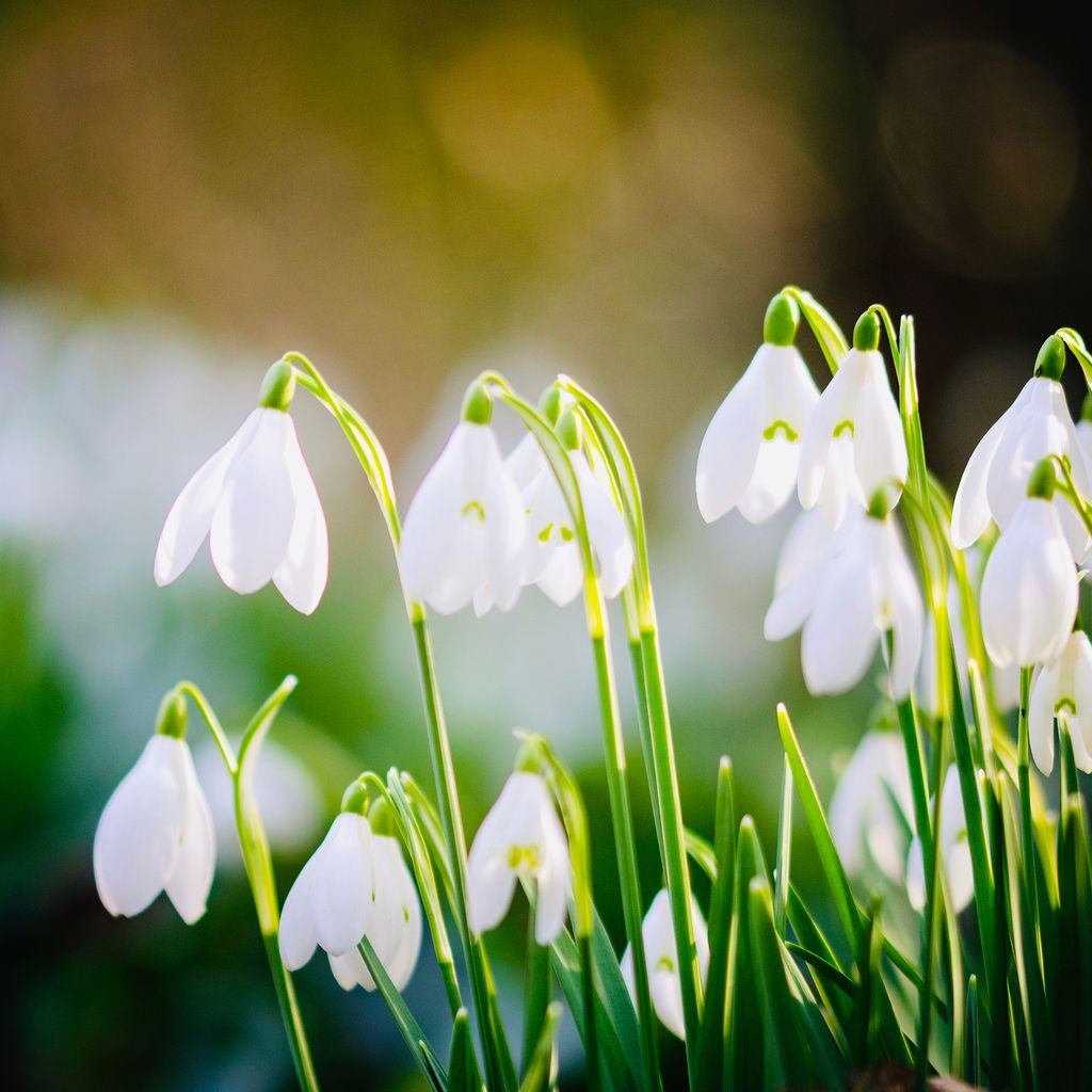 How to plant snowdrop bulbs for a stunning winter garden | Ideal Home