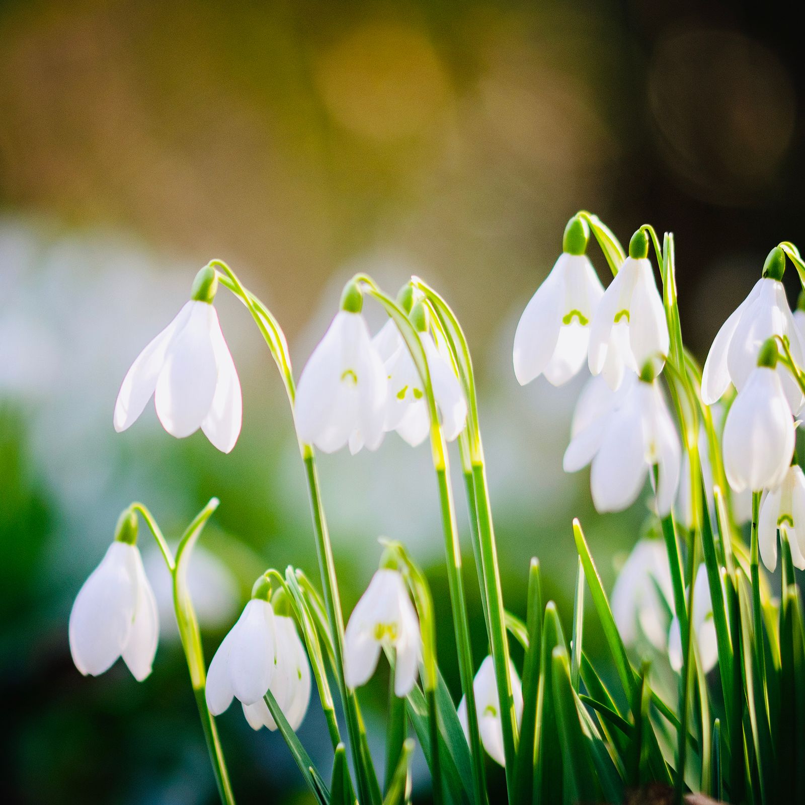 When to plant snowdrop bulbs for stunning winter blooms | Ideal Home