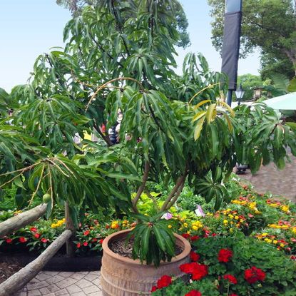 How to grow mango trees at home - an expert guide | Homes and Gardens