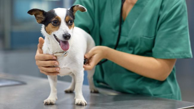 Metronidazole for dogs: Vet’s guide to dosage and side effects | PetsRadar