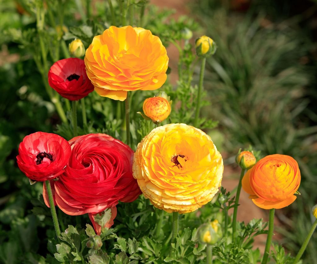 When to plant ranunculus bulbs in different hardiness zones | Homes and ...
