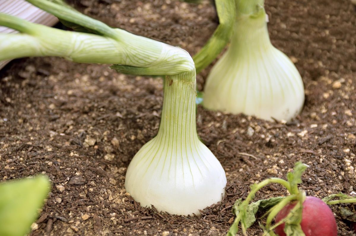 Rolling Down Onion Tops - How And When To Fold Onion Tops | Gardening ...