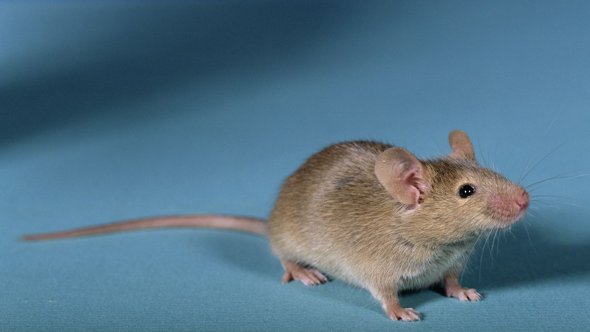 Scientists successfully created healthy mice from 2 male parents | The Week