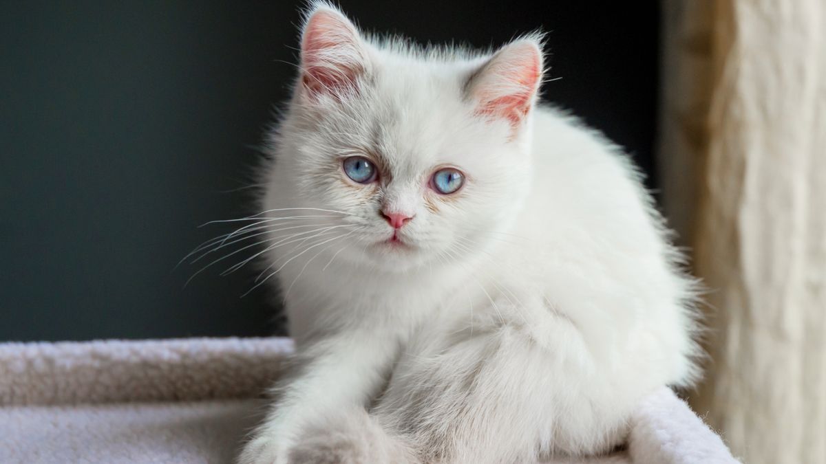 Types of small-breed cats that will always look like kittens | PetsRadar