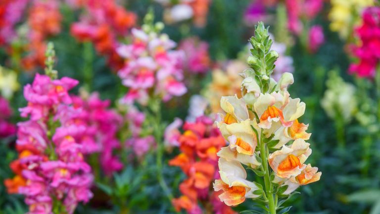 How to deadhead snapdragons: with expert gardening advice | Homes and ...