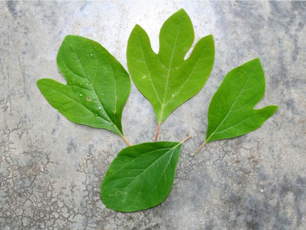 Sassafras Tree Care - Tips For Growing Sassafras Trees | Gardening Know How
