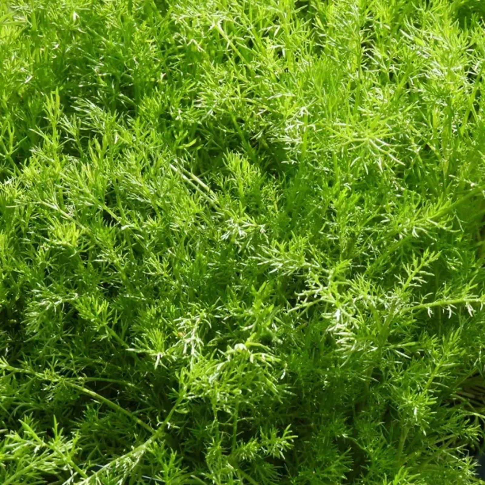 How to grow a chamomile lawn for a pretty grass alternative | Ideal Home