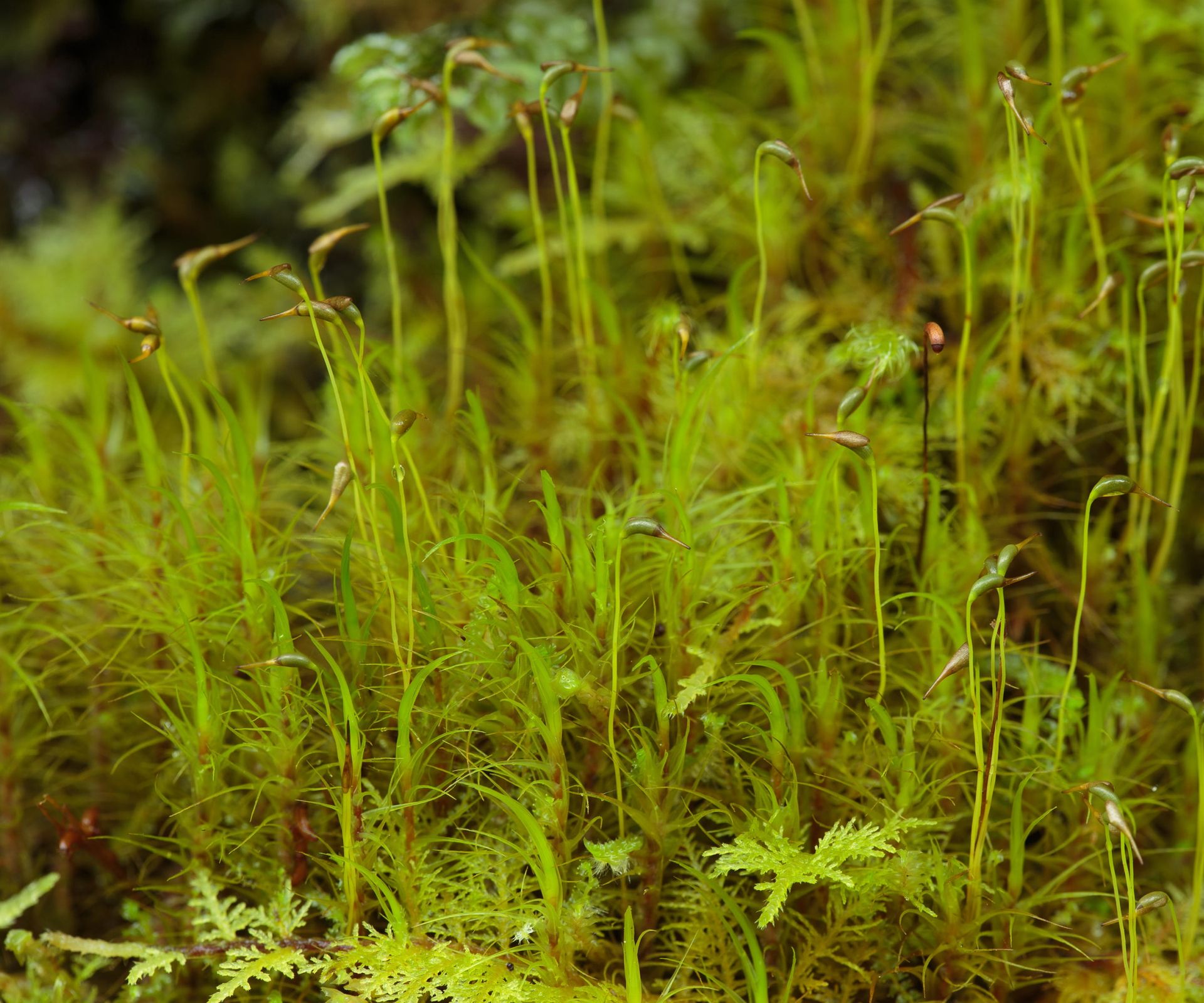 Types of moss: 5 versatile evergreen plants | Homes and Gardens