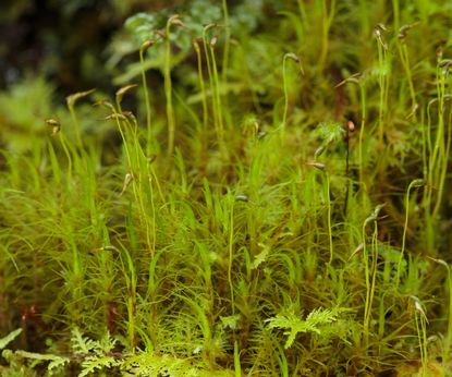 Types of moss: 5 versatile evergreen plants | Homes and Gardens