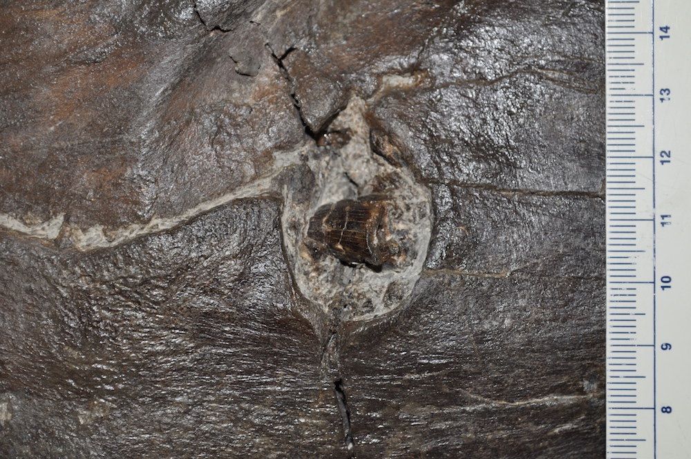 Ancient Battle Left 'Sea Monster' With Tooth Stuck in Its Face | Live ...