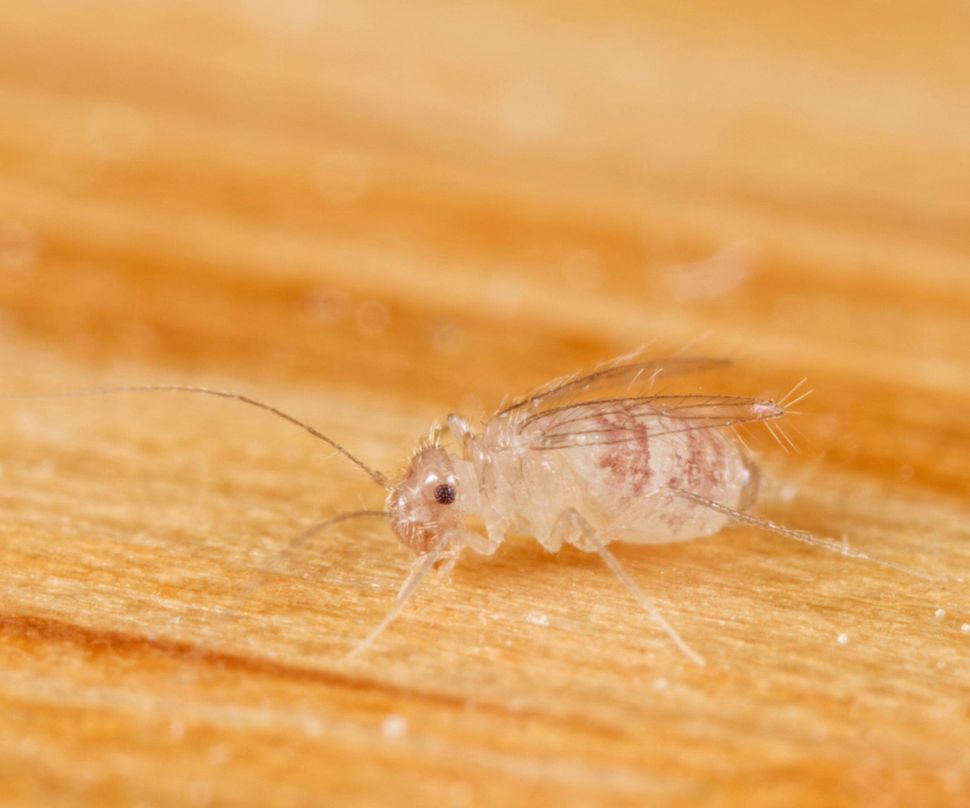 How to get rid of booklice, according to pest control experts ...