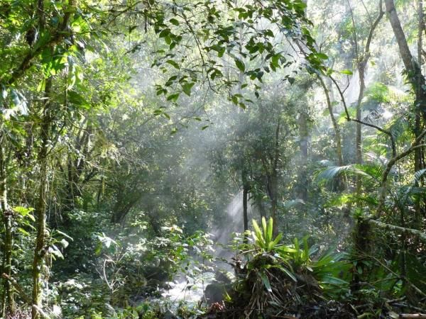 Brazilian Beauty: The Threatened Atlantic Forest | Live Science