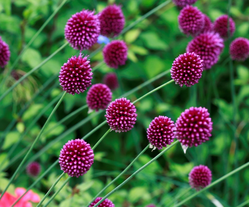 10 best varieties of allium bulbs to plant now | Homes and Gardens