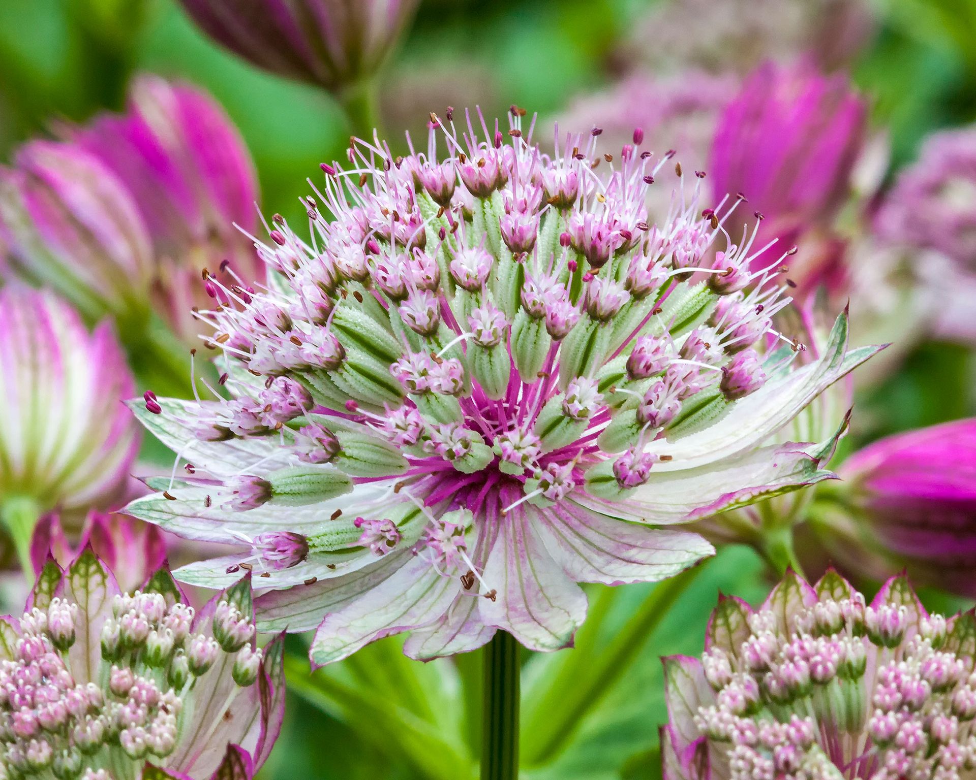 How to start a flower garden - the expert guide | Livingetc