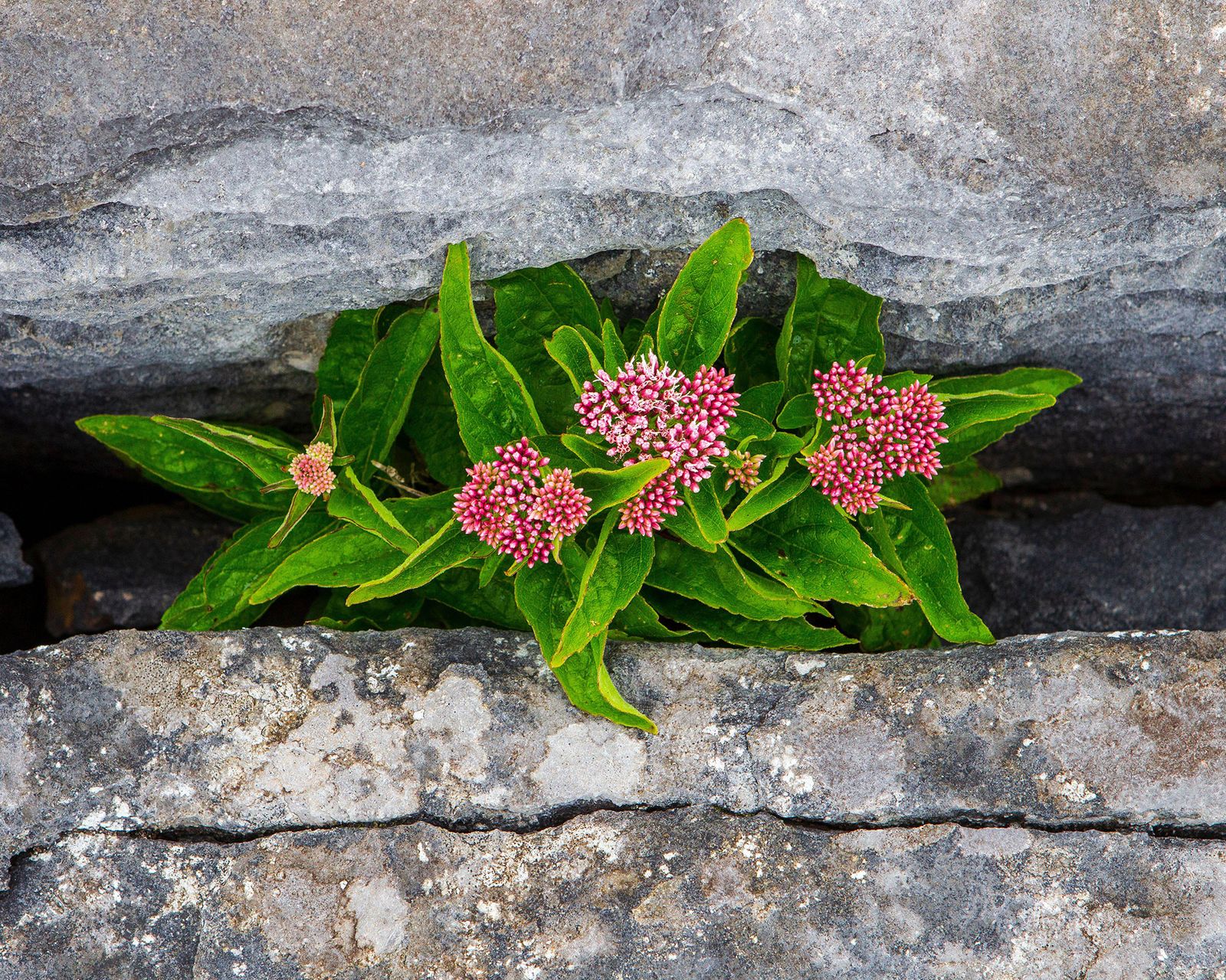 Milkweed care and growing guide: expert tips for success | Gardeningetc
