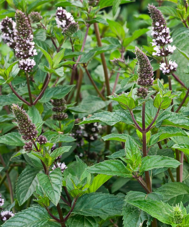 How to use peppermint to deter squirrels: expert advice | Homes and Gardens