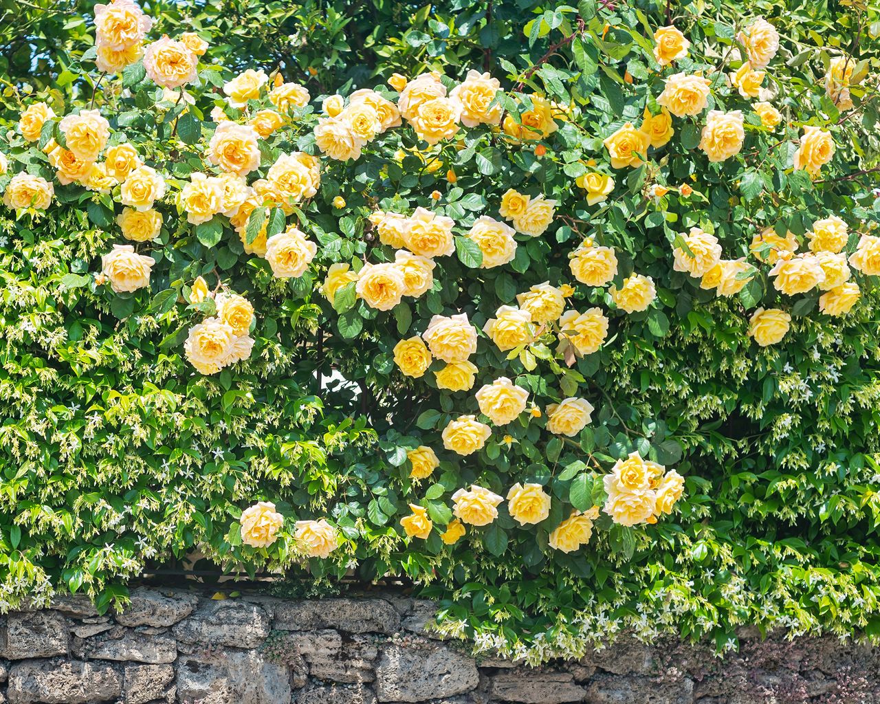 Best Romantic Old Garden Roses To Grow For A Dreamy Display | Gardening ...