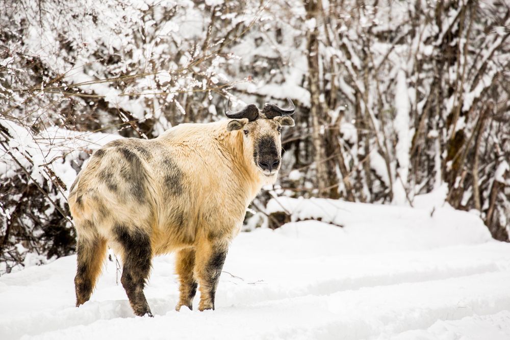 Photos: The Amazing Animals of China | Live Science
