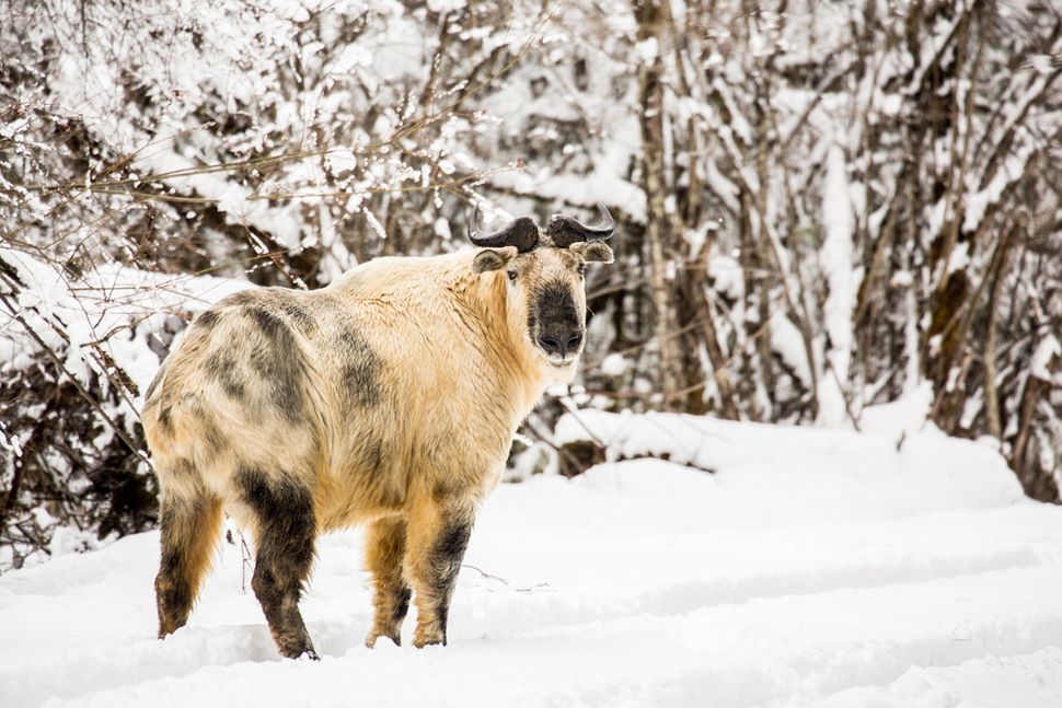 Photos: The Amazing Animals of China | Live Science