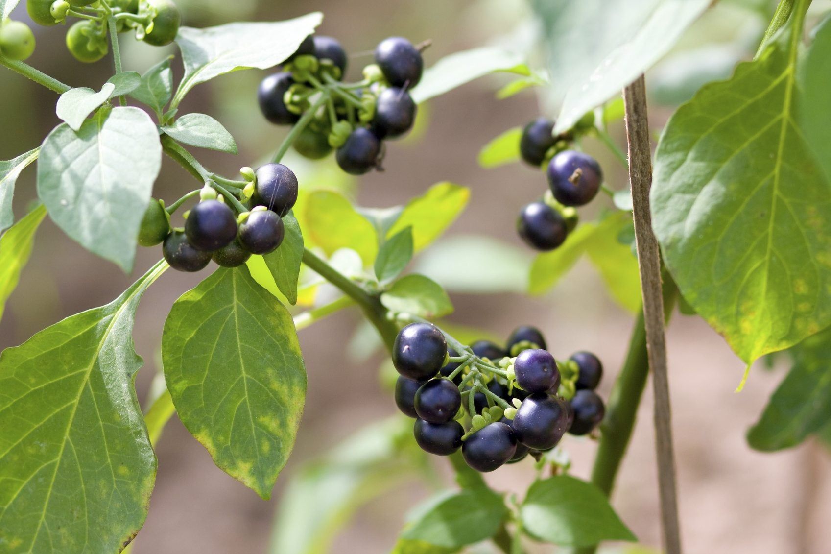 Wonderberry/Sunberry Information - Wonderberry Growing Tips And More ...