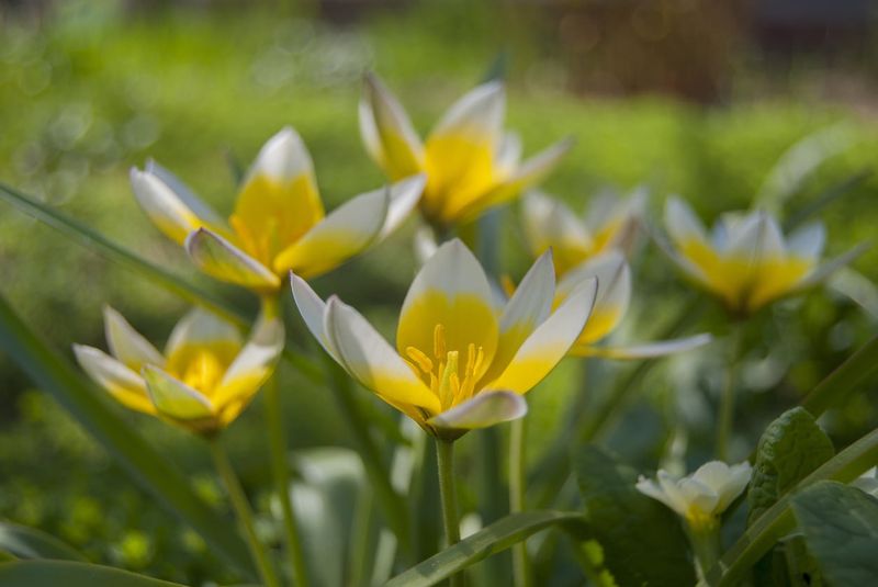 Tips & Information about Tulips | Gardening Know How